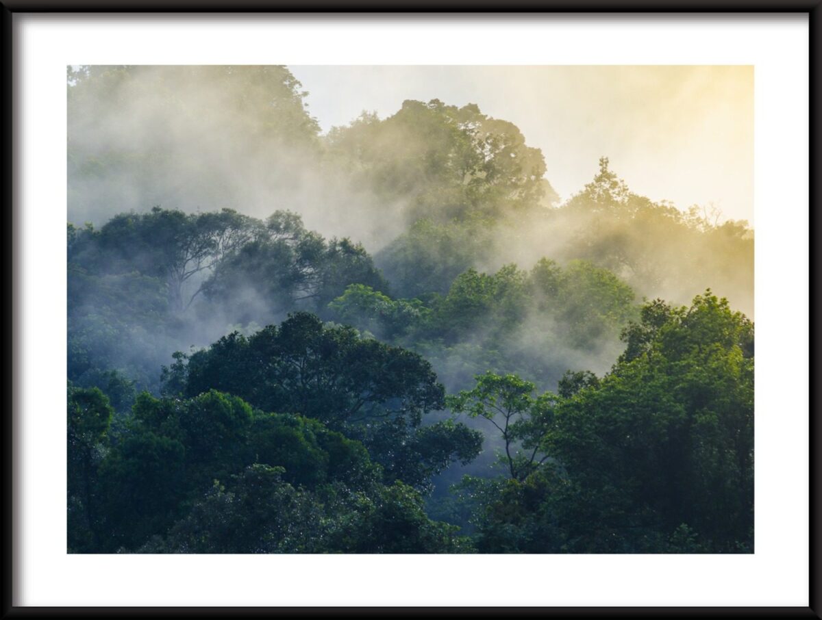 Forêt derrière le brouillard Poster - Tappy.fr